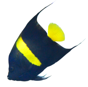アラビアンエンゼルフィッシュ Arabian angelfish - TOKYO動物図譜
