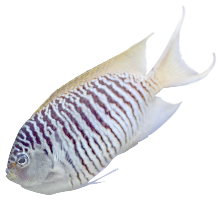 ヤイトヤッコ Spotbreast angelfish - TOKYO動物図譜