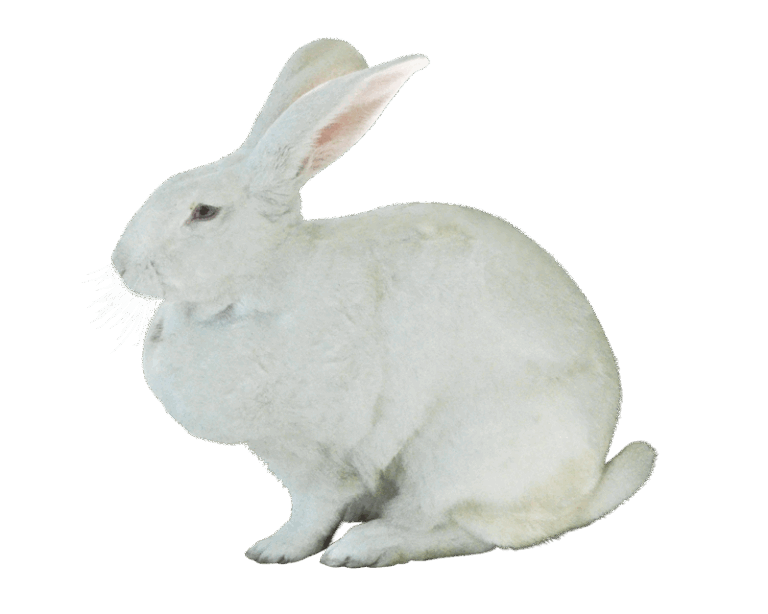 ジャンボウサギ Japanese White Rabbit (Akita) - TOKYO動物図譜