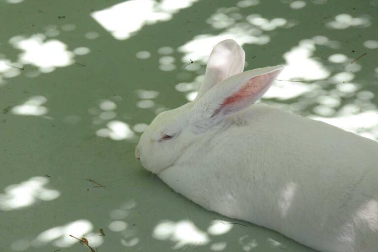 ジャンボウサギ Japanese White Rabbit (Akita) - TOKYO動物図譜